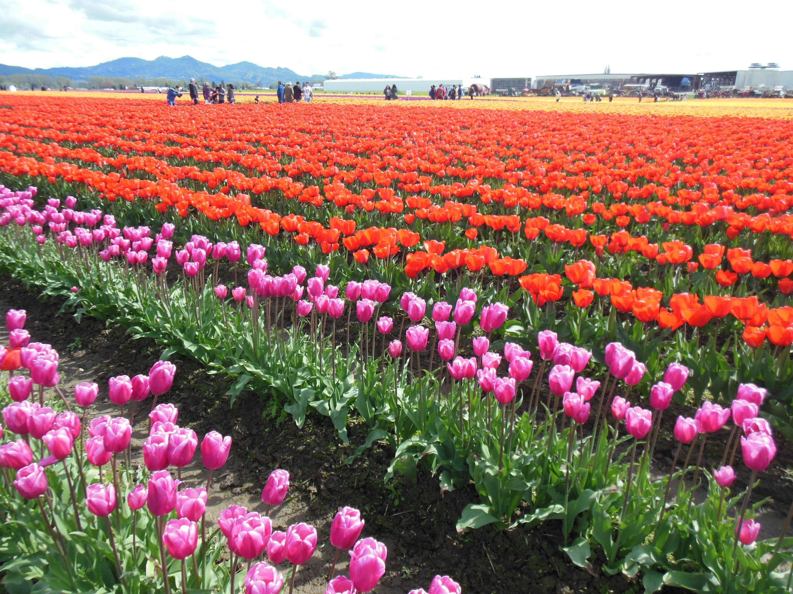 About - Hillyard Senior Center